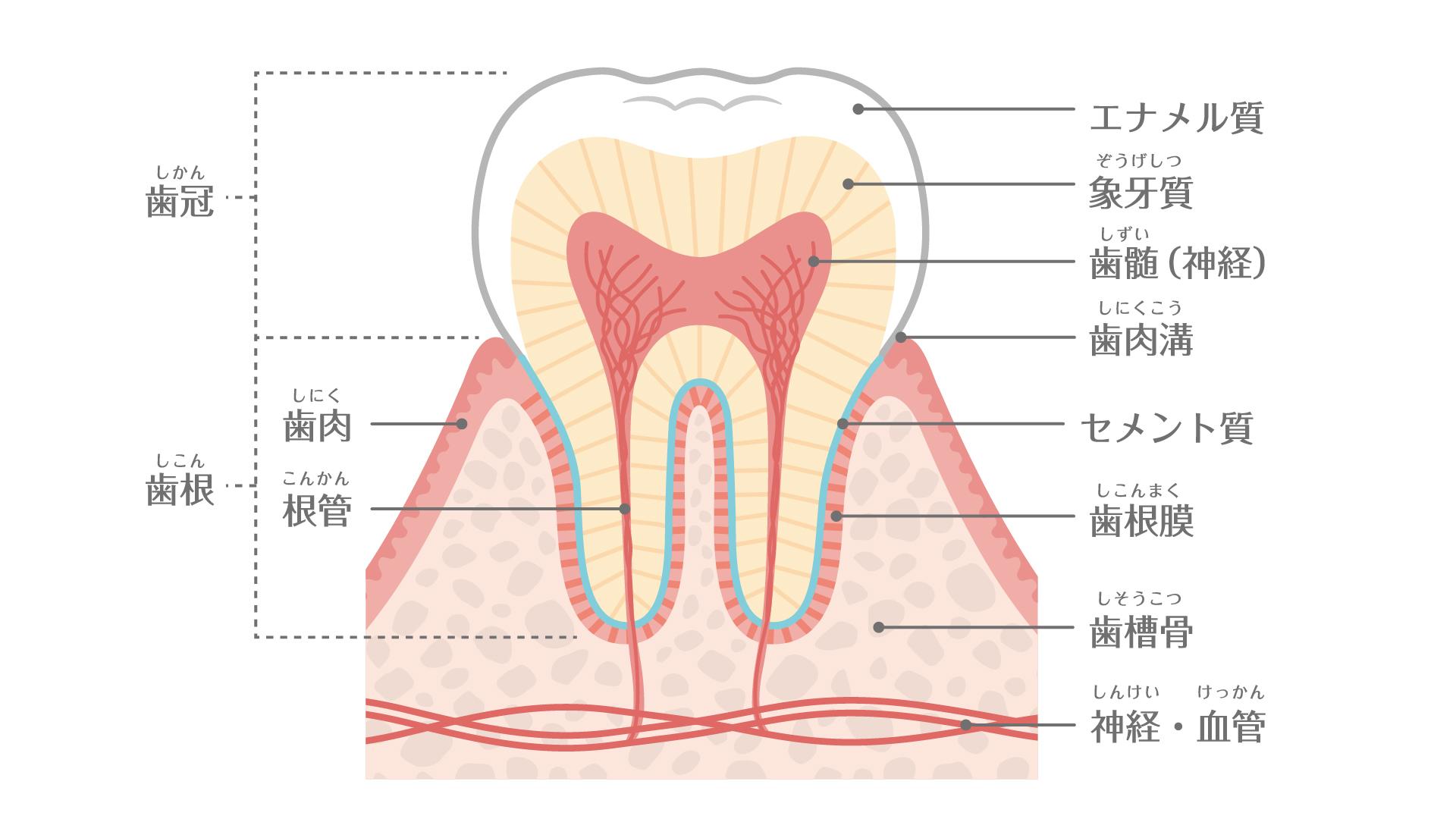 フッ素入り歯磨き粉の効果は？フッ素を口内に長く残すための方法も紹介！｜wakanote